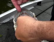 The Complete Guide to Drop Shot Fishing - Bass Fishing Videos and Tips ...