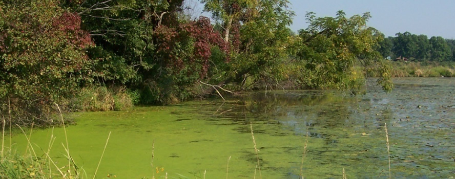 Weedless Frog Tactics - Bass Fishing Videos and Tips | BASSIN' USA